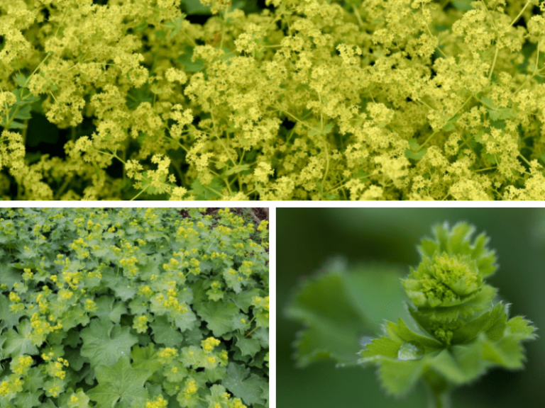Gelbe Wildblumen für den heimischen Garten - lass die Sonne aufgehen