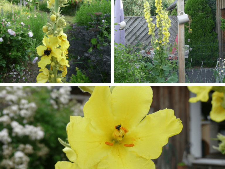Gelbe Wildblumen für den heimischen Garten - lass die Sonne aufgehen