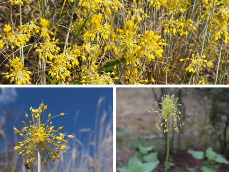 Gelbe Wildblumen für den heimischen Garten - lass die Sonne aufgehen
