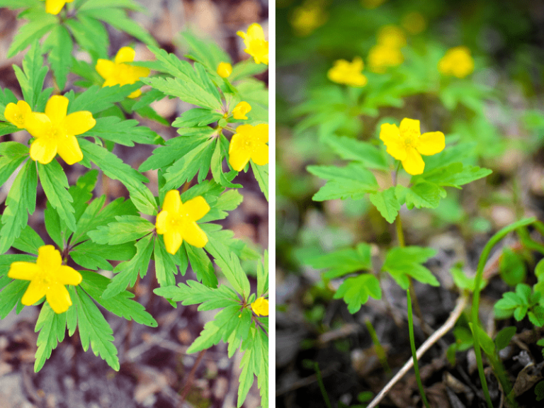 Gelbe Wildblumen für den heimischen Garten - lass die Sonne aufgehen