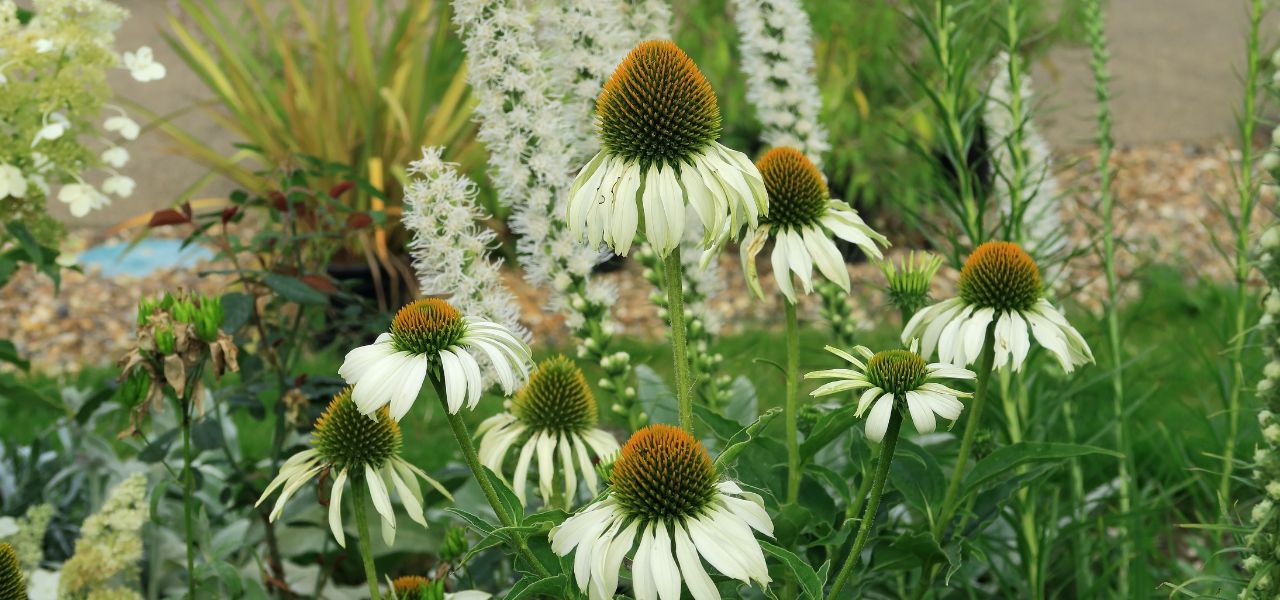 Pflegeleichte Staudenbeete planen - Plane dein Beet selbst
